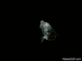 Glowing hatchet fish on Make a GIF