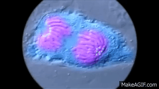 Drew Berry: Animations of unseeable biology on Make a GIF