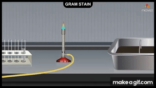 Gram Staining Procedure Animation Microbiology - Principle, Procedure, Interpretation on Make a GIF