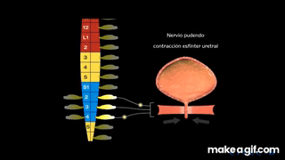 La micción (4) - Fisiología de la micción on Make a GIF