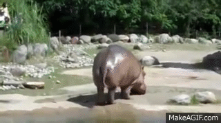 Hippo HAS GAS, Farts then Flicks poop all over! GROSS Must SEE on Make ...