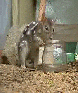 Quoll on Make a GIF