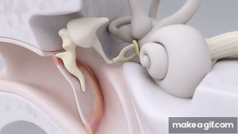 Ear Anatomy | Inside the ear | 3D Human Ear animation video | Biology ...