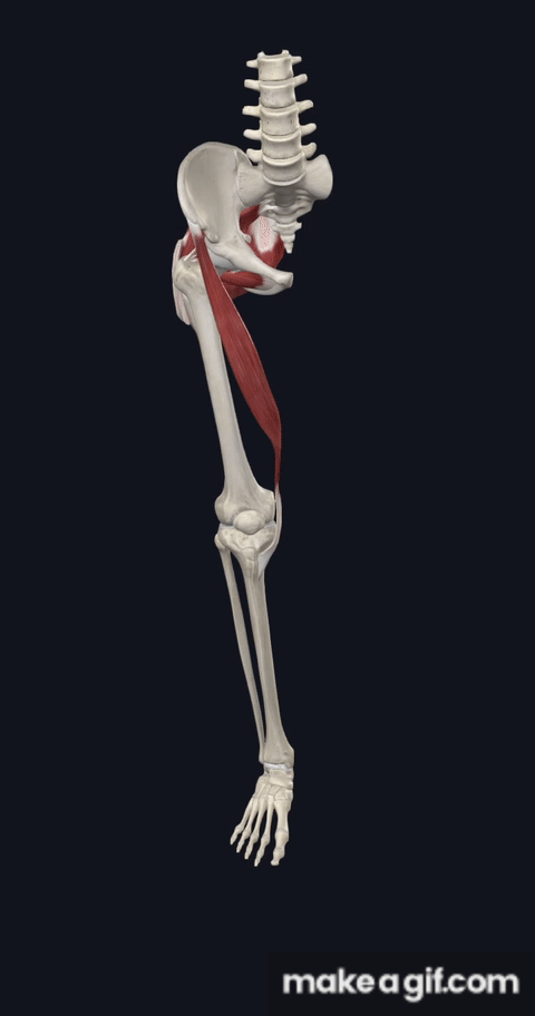 Sartorius - Hip Lateral on Make a GIF