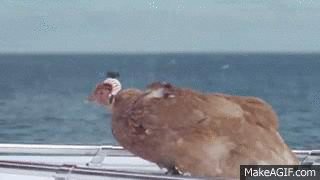 A Seriously Fly Chicken on Make a GIF