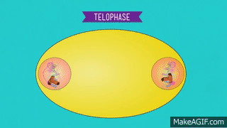 Mitosis: Splitting Up is Complicated - Crash Course Biology #12 on Make ...