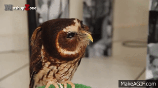 Owl - A Funny Owls And Cute Owls Compilation || NEW on Make a GIF