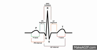 Anatomy & Physiology Online - Cardiac conduction system and its ...