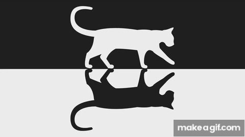 Schrödinger's Cat - The Biggest Mystery of Physics is Finally Solved ...