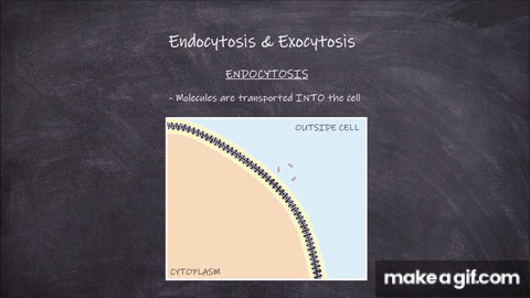 Exocytosis Endocytosis Animation Youtube