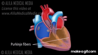 Cardiac Conduction System and Understanding ECG, Animation. on Make a GIF
