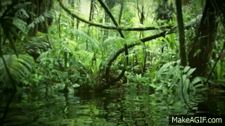 Jungle swamp animation done in Blender on Make a GIF