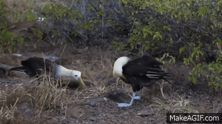 Galapagos Albatross Mating Dance on Make a GIF