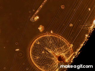 Noctiluca under the Microscope on Make a GIF