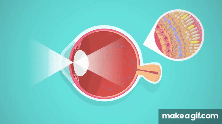 Vision_Photoreceptors on Make a GIF