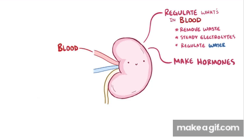 Chronic kidney disease - causes, symptoms, diagnosis, treatment ...