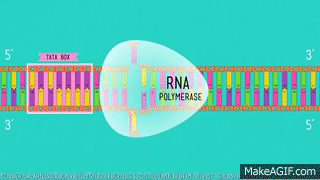 DNA, Hot Pockets, & The Longest Word Ever: Crash Course Biology #11 on ...