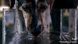 How does a dog drink? - Slow Mo Time on Make a GIF