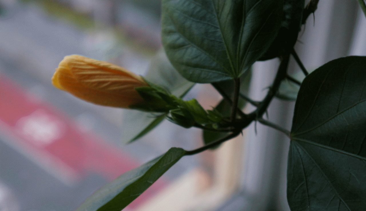 Hibiscus on Make a GIF