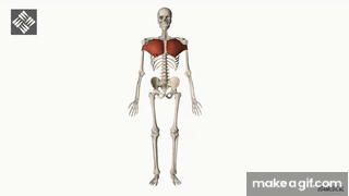 Pectoral Mayor on Make a GIF