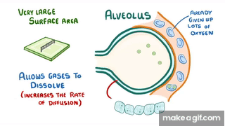 Biology - Gas Exchange on Make a GIF