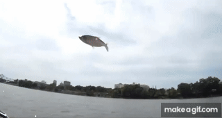 Fish boomerang on Make a GIF