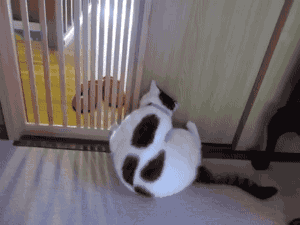 Cat to escape. [video] on Make a GIF