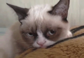 The wealth of grumpy cat Cat GIF Central is a great cat GIFs... on Make ...