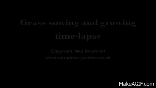 Grass seed sowing, germination & grass growing time lapse on Make a GIF