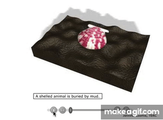 How fossils are formed on Make a GIF