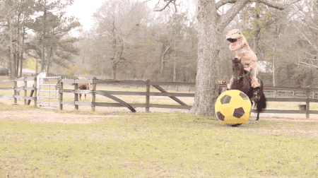 Jurassic Paso Park! [video][Gascon Horsemanship] on Make a GIF