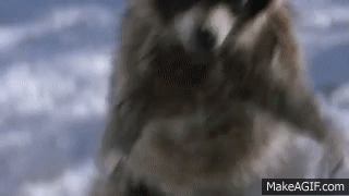 Raccoon Hug - Elf on Make a GIF