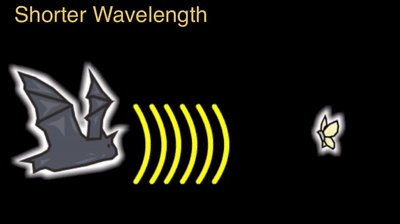 The Wonders of Echolocation on Make a GIF