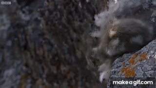 Baby Chick Jumps Off Cliff | Life Story | BBC Earth on Make a GIF