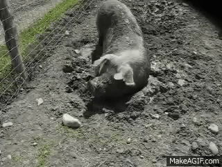 Rolling Around Gif
