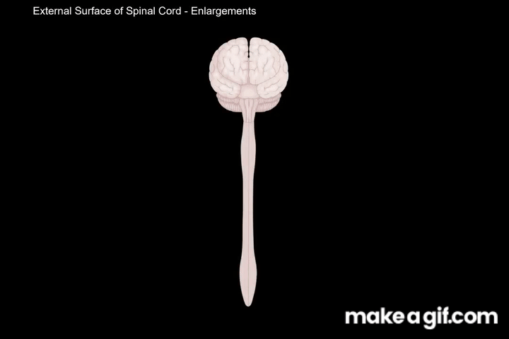External Spinal Cord (Surface, Segments, Spinal Nerve, Enlargements ...