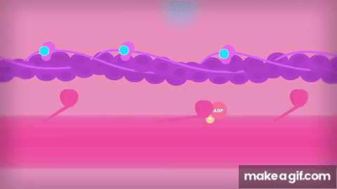 Muscles, Part 1 - Muscle Cells: Crash Course Anatomy & Physiology #21 ...