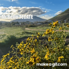 Saludos desde TECATE on Make a GIF