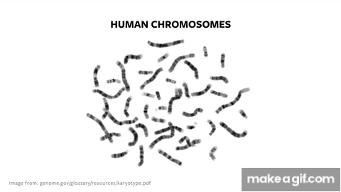 What is a Chromosome? on Make a GIF