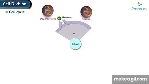 Mitosis Cell Division Animation | Phases of mitosis | Cell Cycle on ...