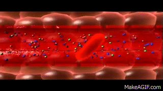Capillaries | Biology | Anatomy on Make a GIF