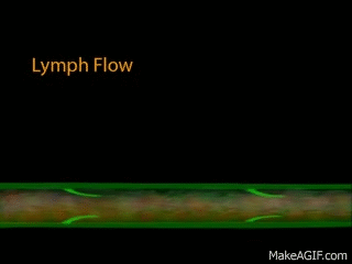 The Lymphatic System, Part 1 on Make a GIF
