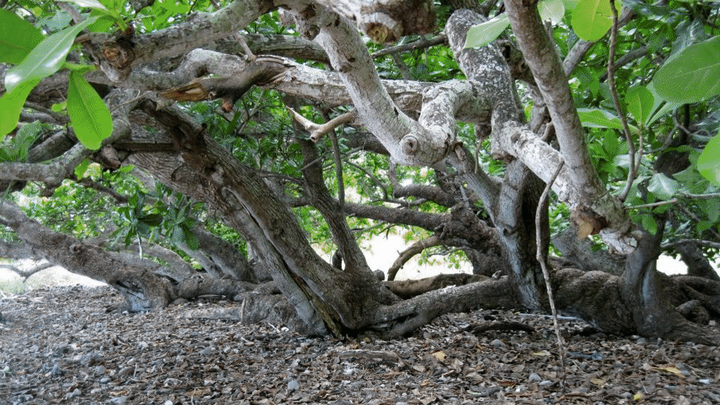 Paisagens de Timor Leste on Make a GIF