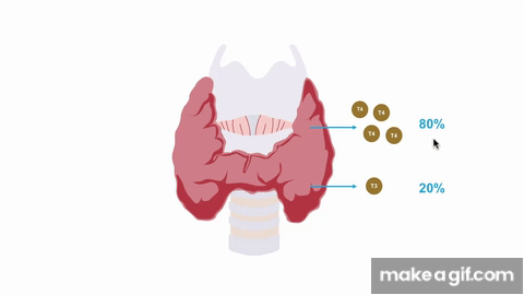 Understanding thryroid hormone production on Make a GIF