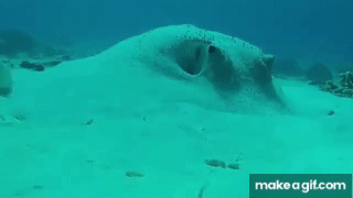 suspicious fish on Make a GIF