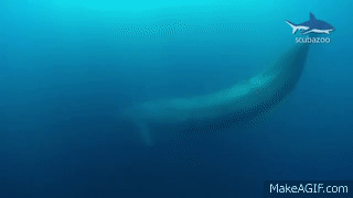 Amazing Blue Whale - the Biggest Whale in the World! on Make a GIF