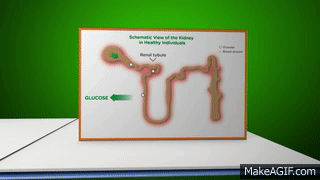 Introduction to SGLT2 Inhibition on Make a GIF