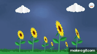 Sunflowers on Make a GIF