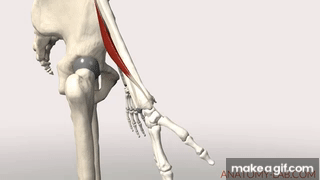 Abductor Pollicis Longus Function: Thumb Abduction (3D Animation) on Make a GIF