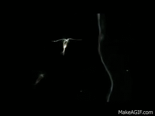 Gulper eel on Make a GIF